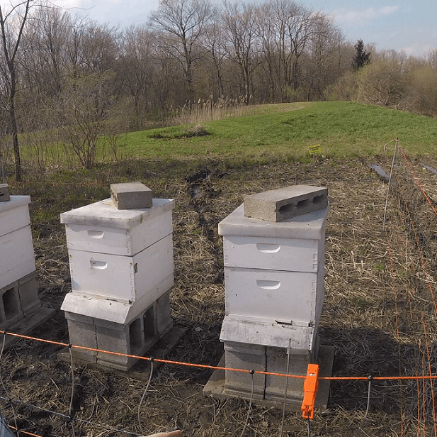 Keeping BEARS out of Beehives - Queen Bee Homestead